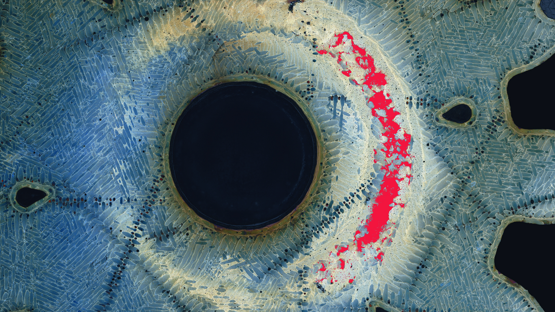 Image processing solutions with ZEN core | ZEISS